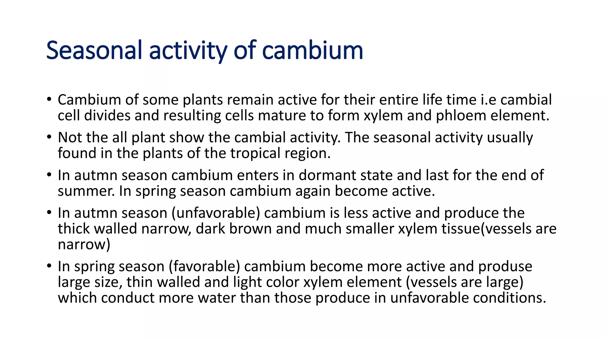 Vascular cambium gurpreet s | PPTX