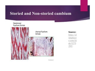 VASCULAR CAMBIUM Repaired plants anatomy | PPTX