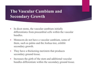 VASCULAR CAMBIUM Repaired plants anatomy | PPTX