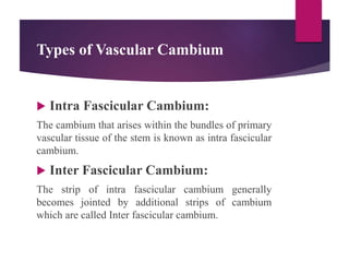 VASCULAR CAMBIUM Repaired plants anatomy | PPTX