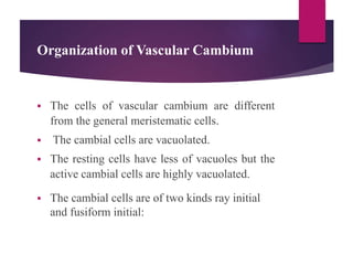 VASCULAR CAMBIUM Repaired plants anatomy | PPTX