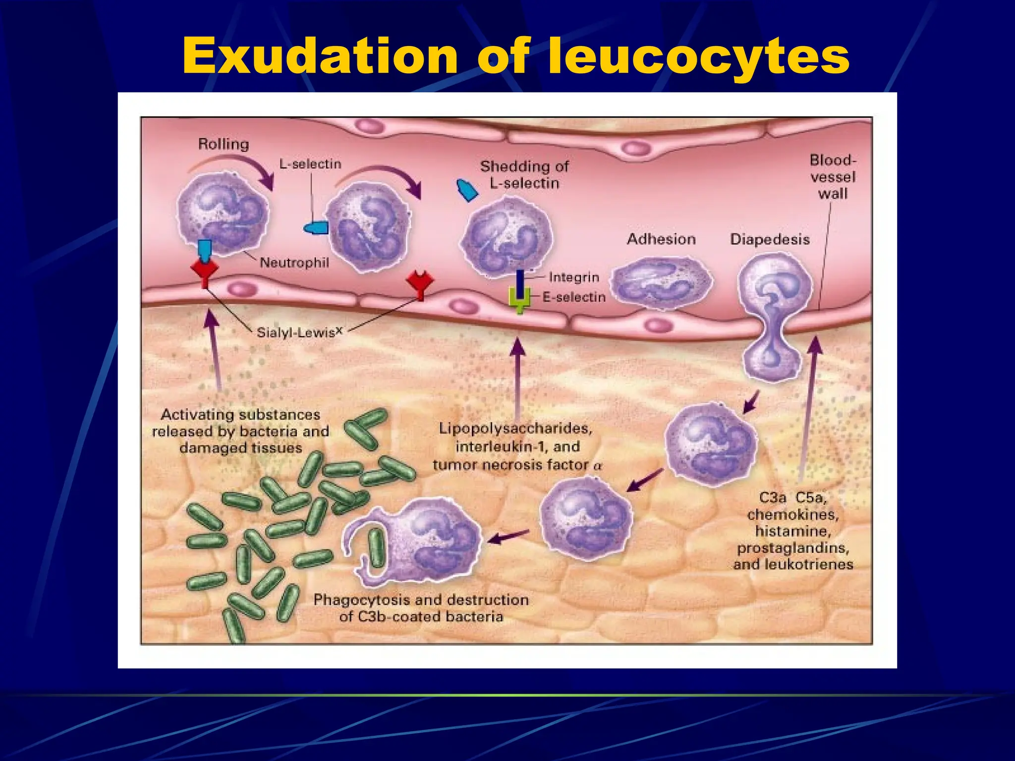 VASCULAR & CELLULAR EVENTS IN INFLAMMATION.ppt