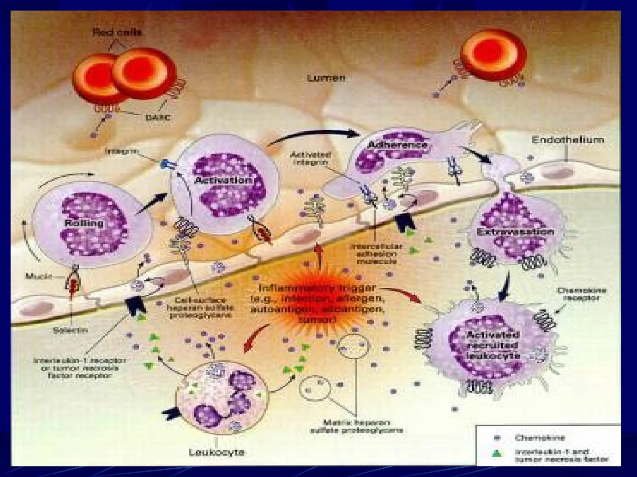 VASCULAR & CELLULAR EVENTS IN INFLAMMATION.ppt