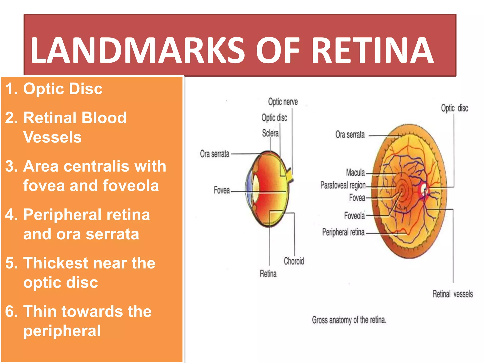 Vascular disorders of retina | PPTX