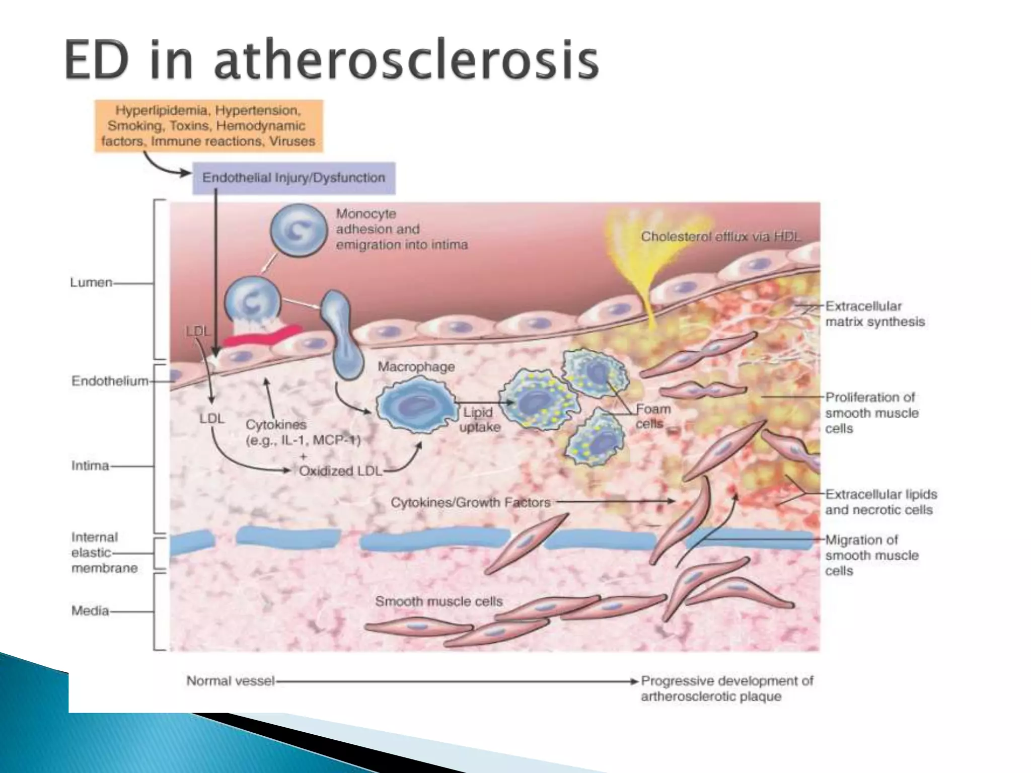 Vascular endothelium | PPTX