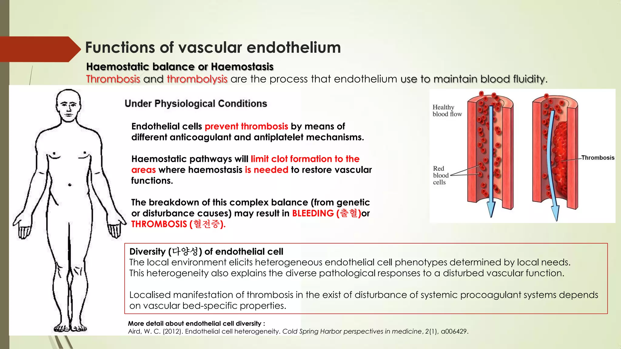 The Vascular Endothelium, Nutrients, and Diseases | PDF