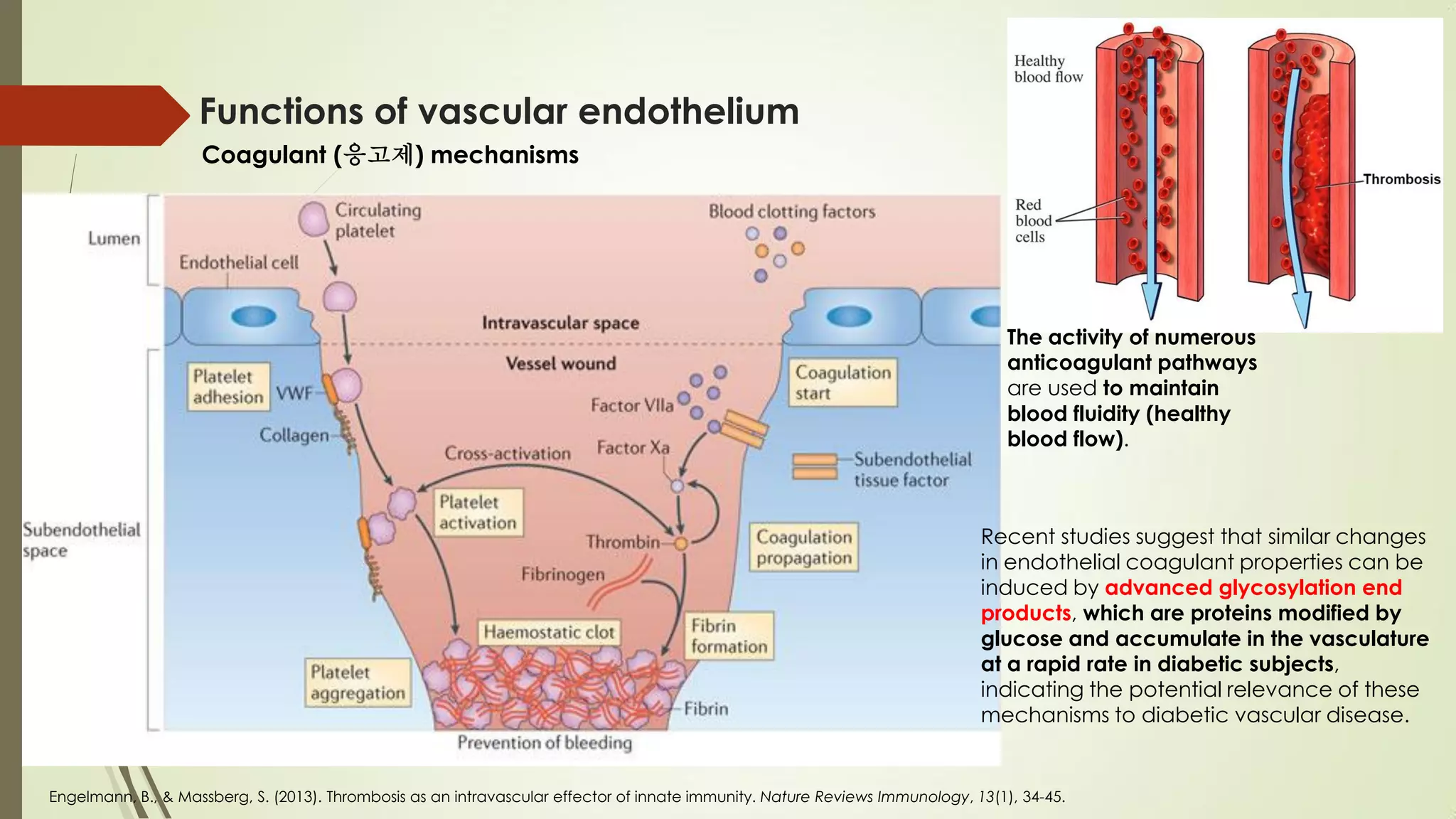 The Vascular Endothelium, Nutrients, and Diseases | PDF