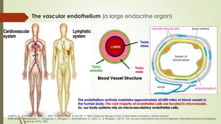 The Vascular Endothelium, Nutrients, and Diseases | PDF