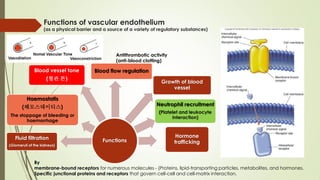 The Vascular Endothelium, Nutrients, and Diseases | PDF
