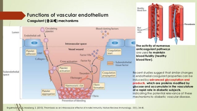 The Vascular Endothelium Nutrients And Diseases