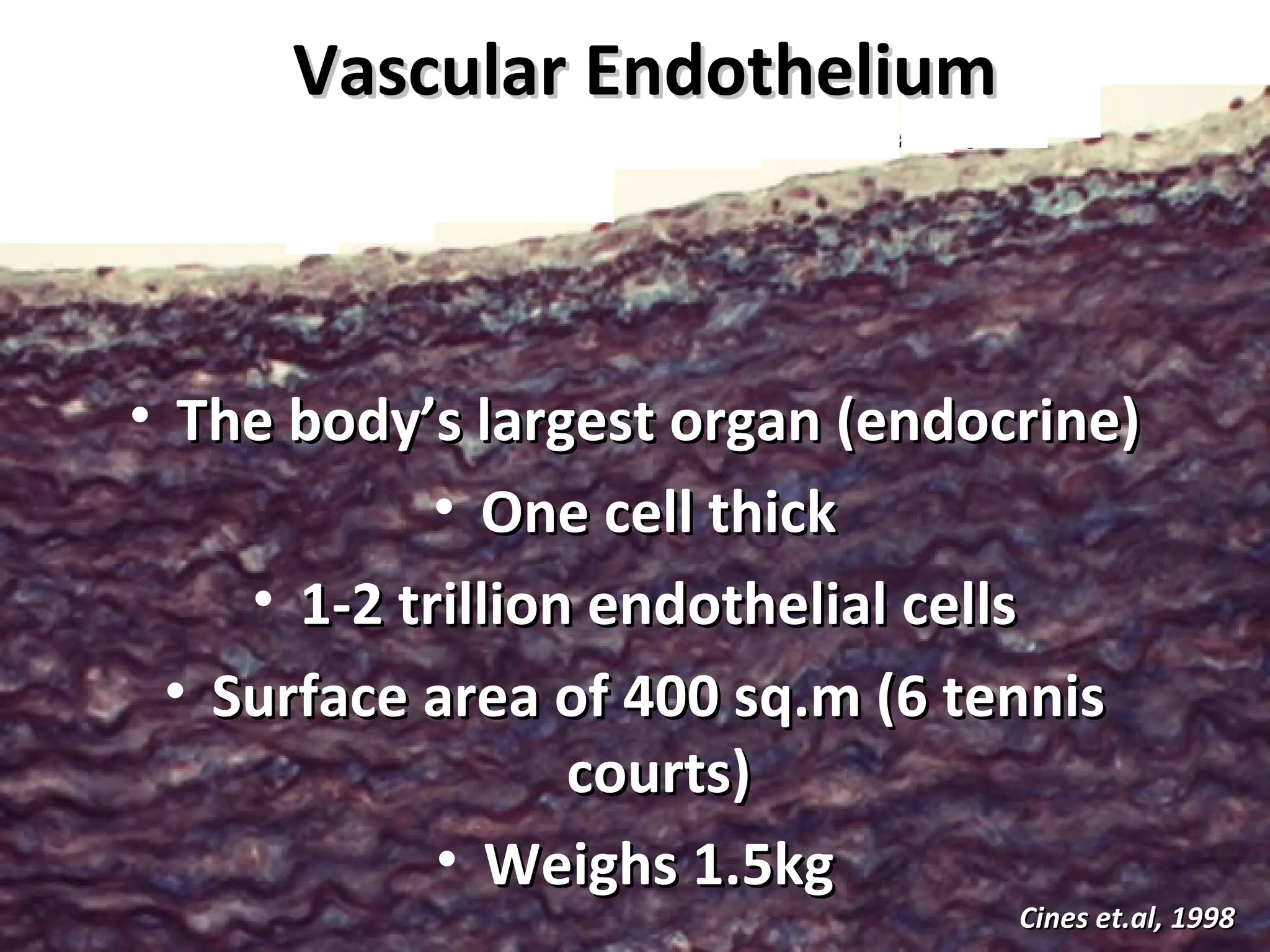 Vascular Endothelium in Health and Disease