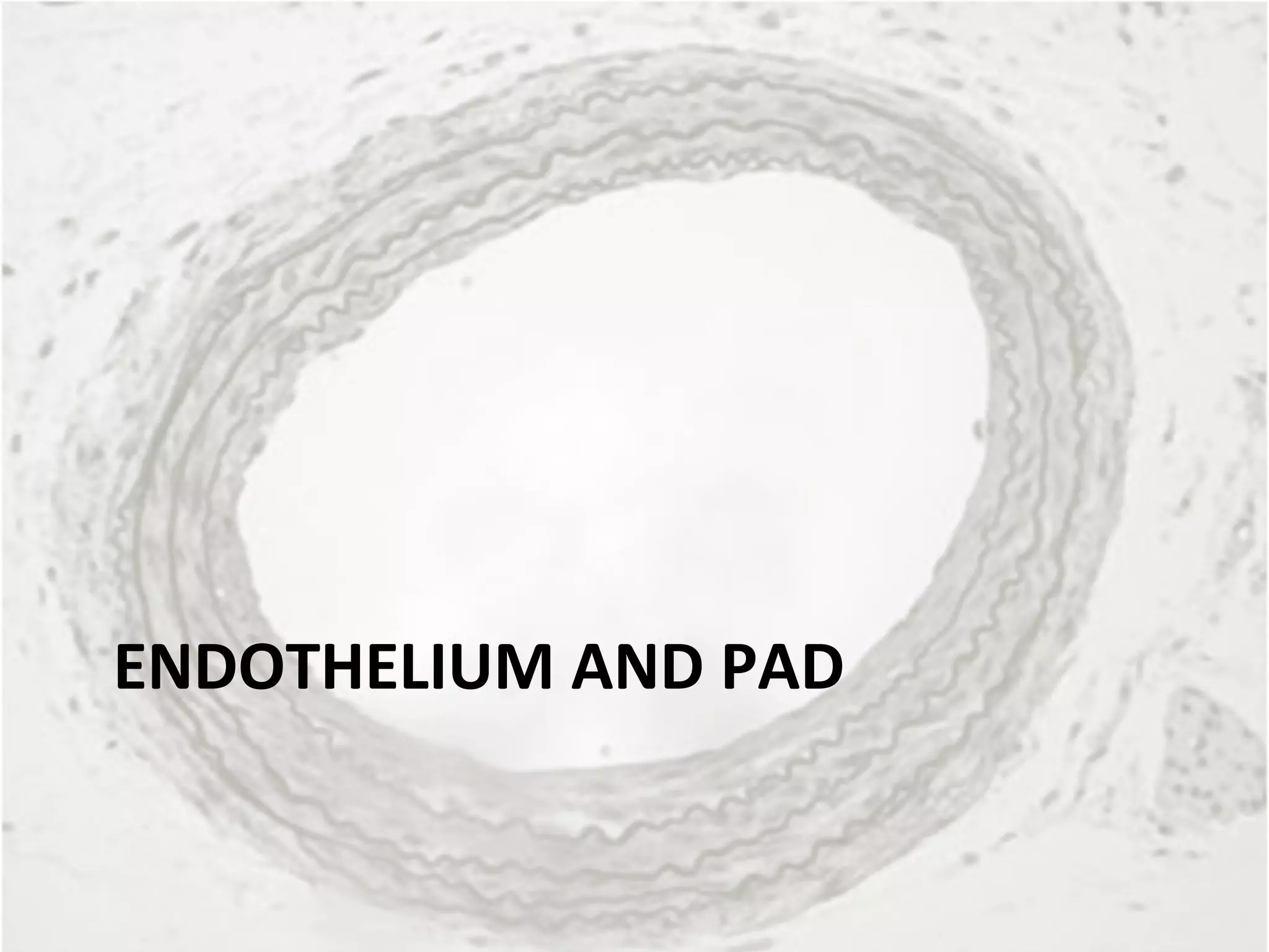 Vascular Endothelium in Health and Disease
