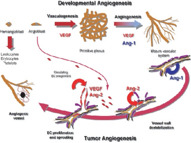 Vascular Endothelium in Health and Disease