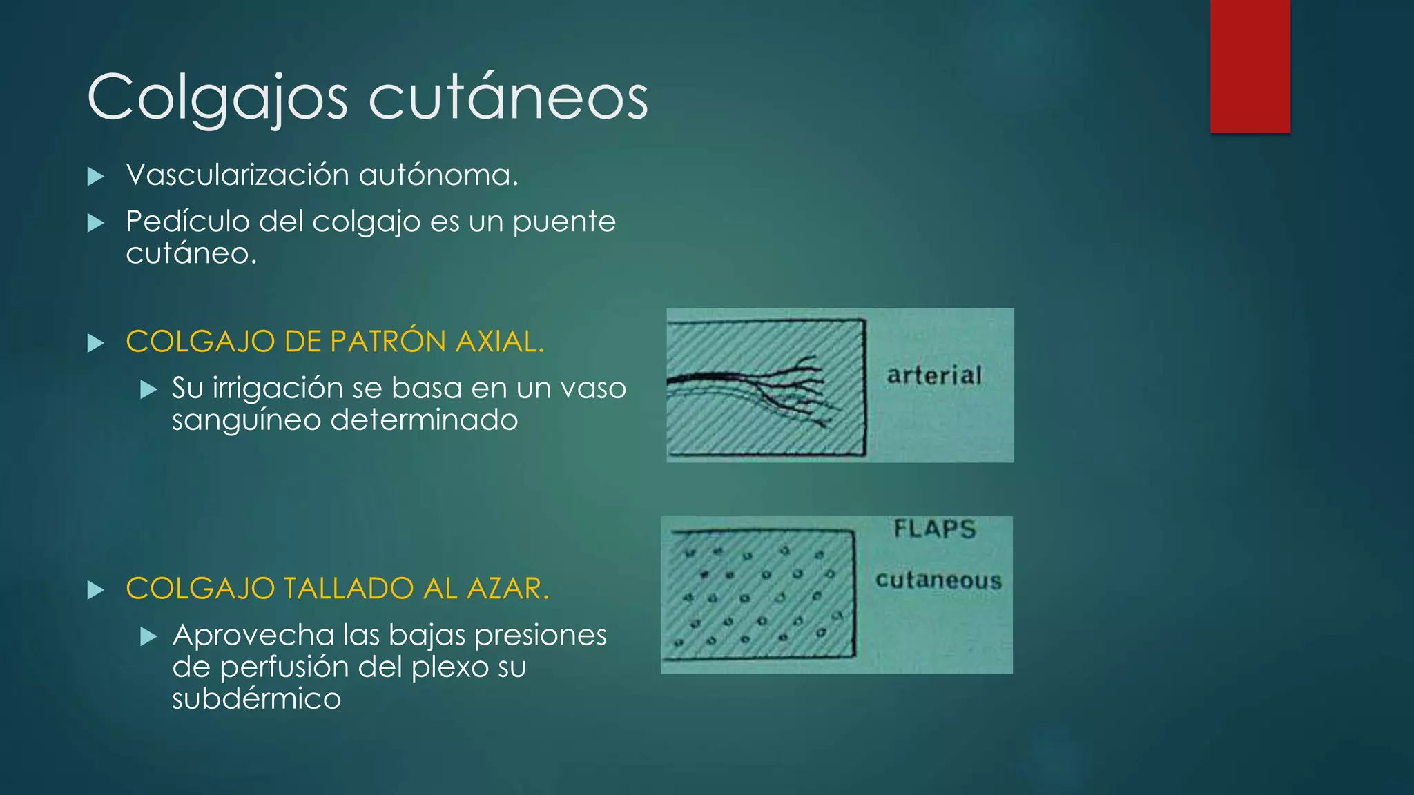 Vascularización cutanea y clasificación de los colgajos | PPTX | Skin ...