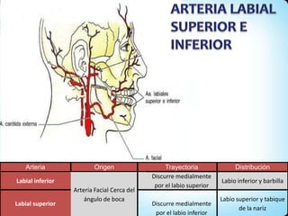Vascularización de la cara | PPTX