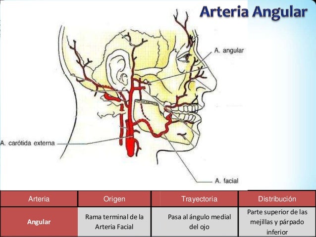 Vascularización de la cara