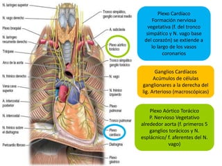 Vascularización e inervación del corazón | PPTX