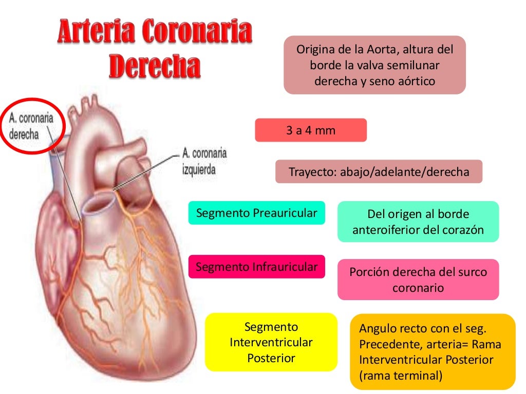 Vascularización e inervación del corazón