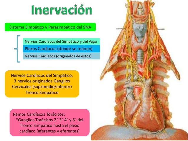 Vascularización e inervación del corazón