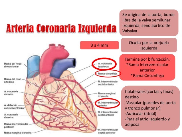 Vascularización e inervación del corazón