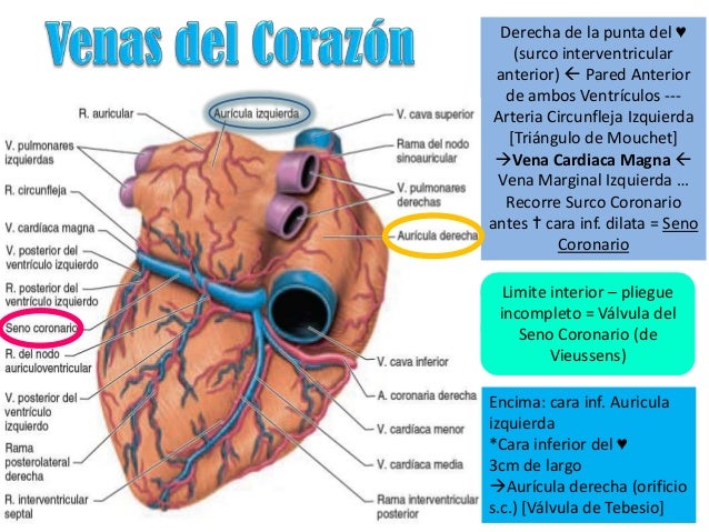 Vascularización e inervación del corazón