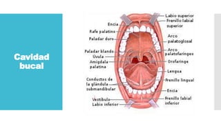 Vascularización e inervación de cavidad bucal exposicion | PPTX