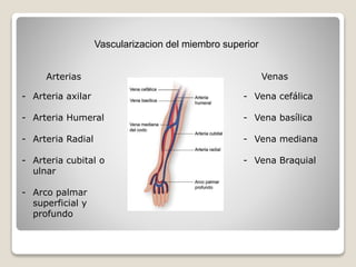 Vascularizacion | PPTX