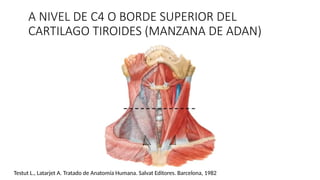 IRRIGACION DE LA ARTICULACION TEMPOROMANDIBULAR (ATM) | PPTX