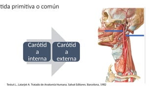 IRRIGACION DE LA ARTICULACION TEMPOROMANDIBULAR (ATM) | PPTX