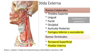 IRRIGACION DE LA ARTICULACION TEMPOROMANDIBULAR (ATM) | PPTX