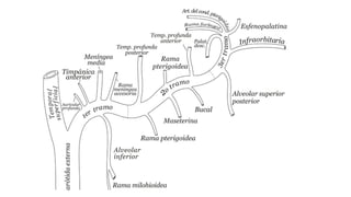 IRRIGACION DE LA ARTICULACION TEMPOROMANDIBULAR (ATM) | PPTX