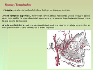 Vascularizacion cabeza y cuello | PPT