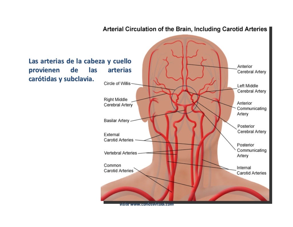 Vascularizacion De La Cabeza Y Cuello