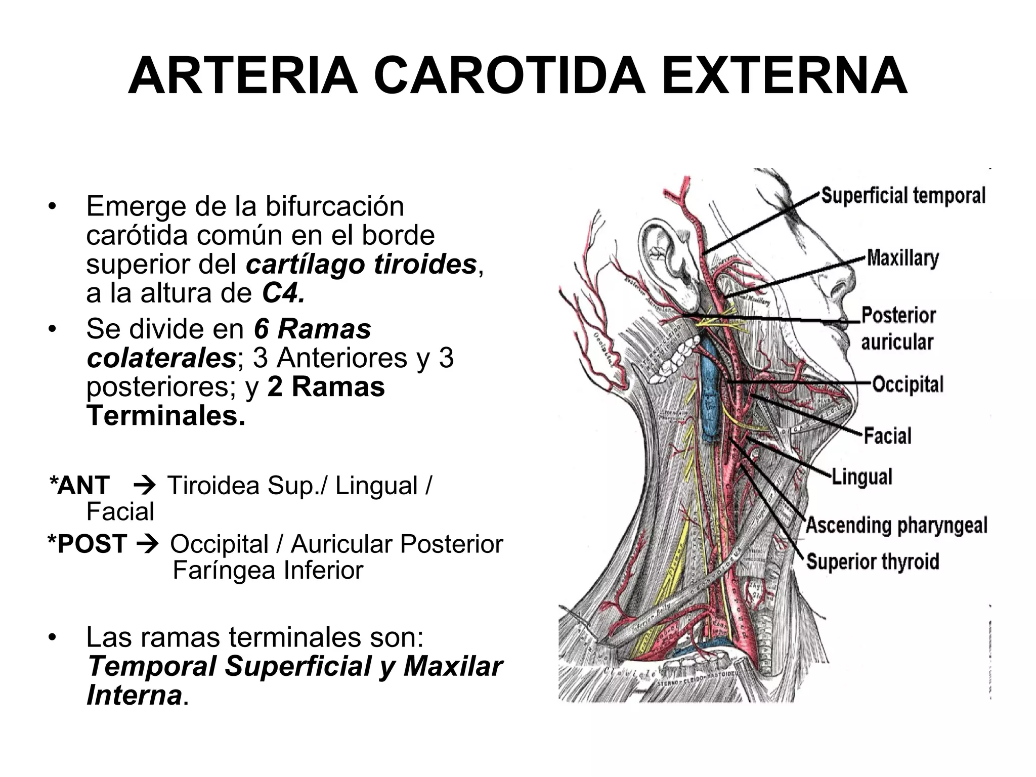 Vascularizacion de la cara