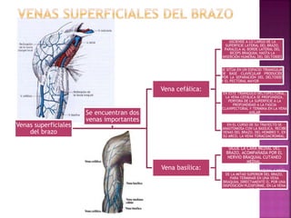 Vascularizacion de la extremidad superior | PPTX