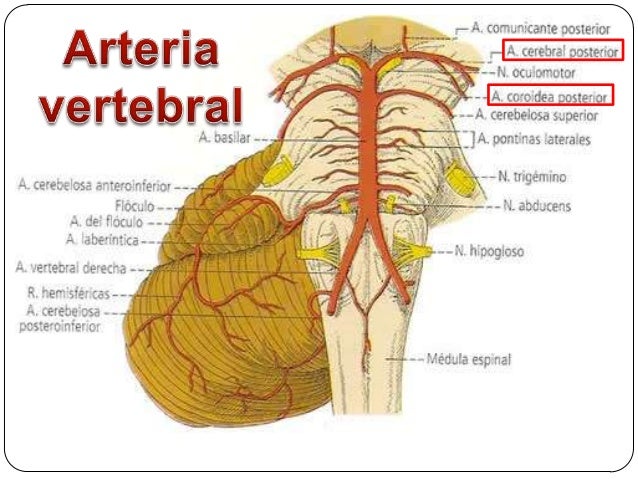 Vascularizacion encefalica