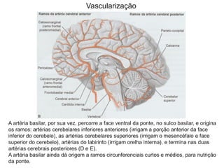 Estudo da Vascularização do Sistema Nervoso.pdf