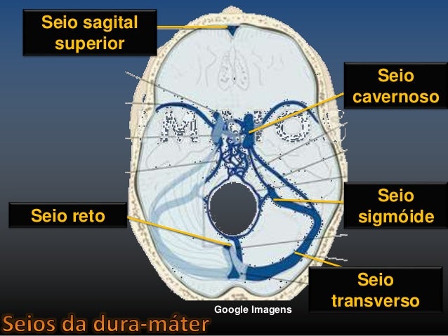 Vascularização da face
