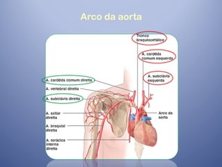 anatomia dos vasos do torax e abdome Vascularização do Tronco 2.pdf