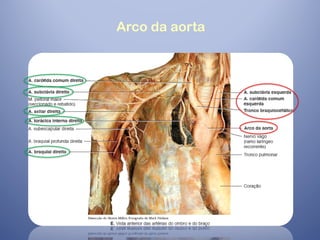 anatomia dos vasos do torax e abdome Vascularização do Tronco 2.pdf