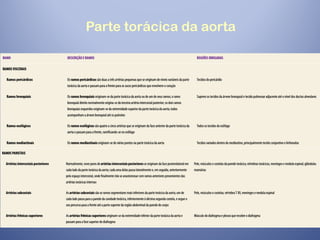 anatomia dos vasos do torax e abdome Vascularização do Tronco 2.pdf