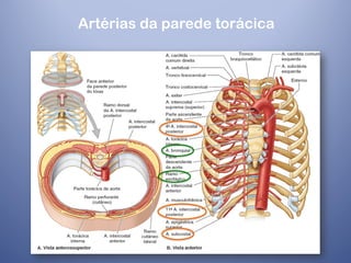 anatomia dos vasos do torax e abdome Vascularização do Tronco 2.pdf