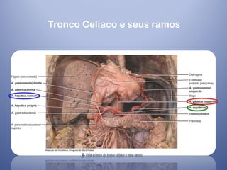 anatomia dos vasos do torax e abdome Vascularização do Tronco 2.pdf