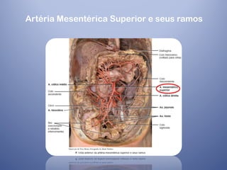 anatomia dos vasos do torax e abdome Vascularização do Tronco 2.pdf