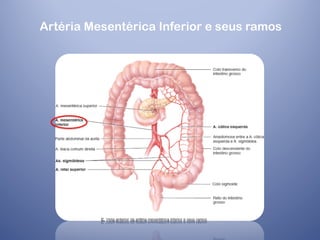 anatomia dos vasos do torax e abdome Vascularização do Tronco 2.pdf