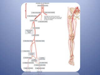 anatomia dos vasos do torax e abdome Vascularização do Tronco 2.pdf