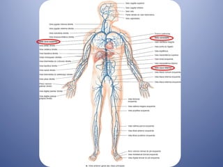 anatomia dos vasos do torax e abdome Vascularização do Tronco 2.pdf