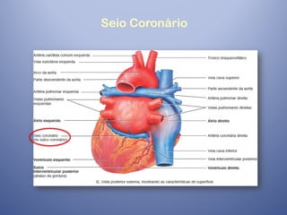 anatomia dos vasos do torax e abdome Vascularização do Tronco 2.pdf