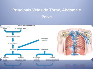 anatomia dos vasos do torax e abdome Vascularização do Tronco 2.pdf