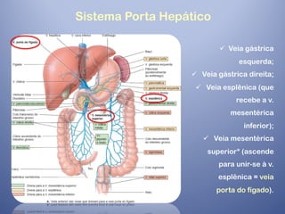 anatomia dos vasos do torax e abdome Vascularização do Tronco 2.pdf